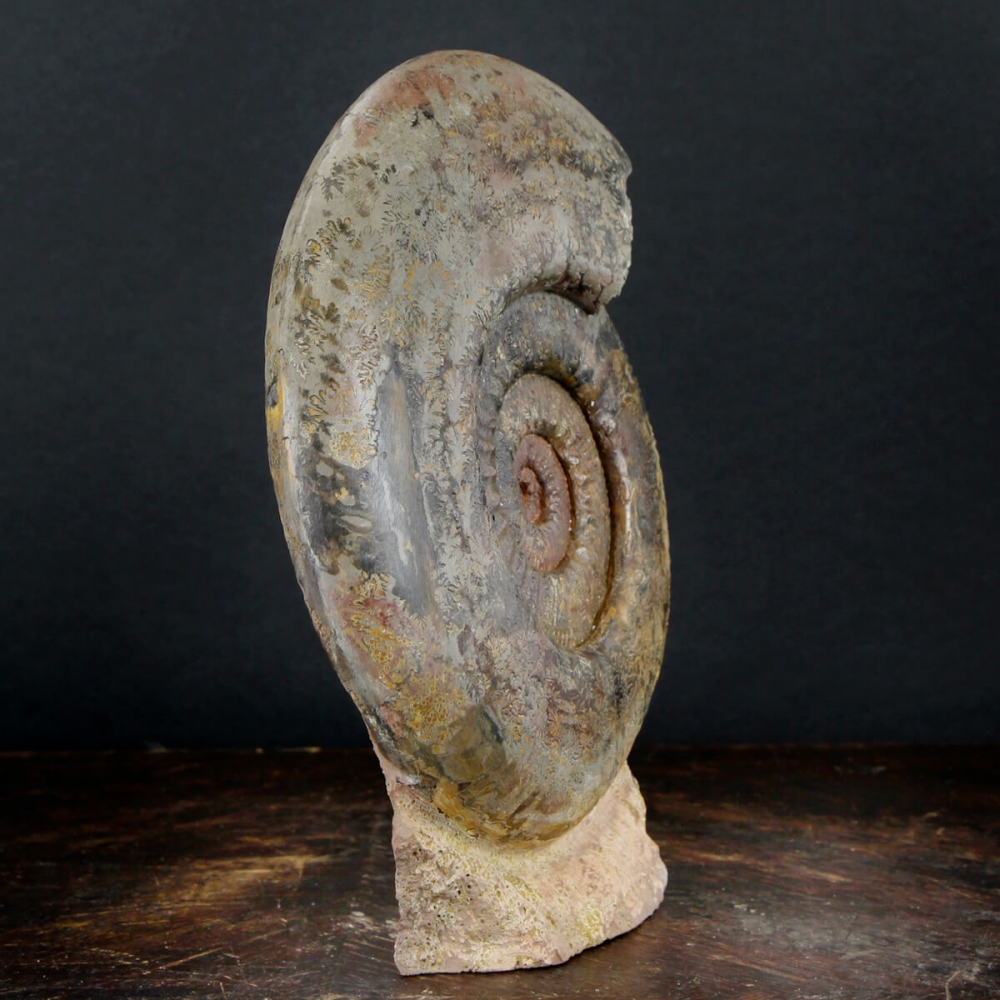 Ammonite Hammatoceras