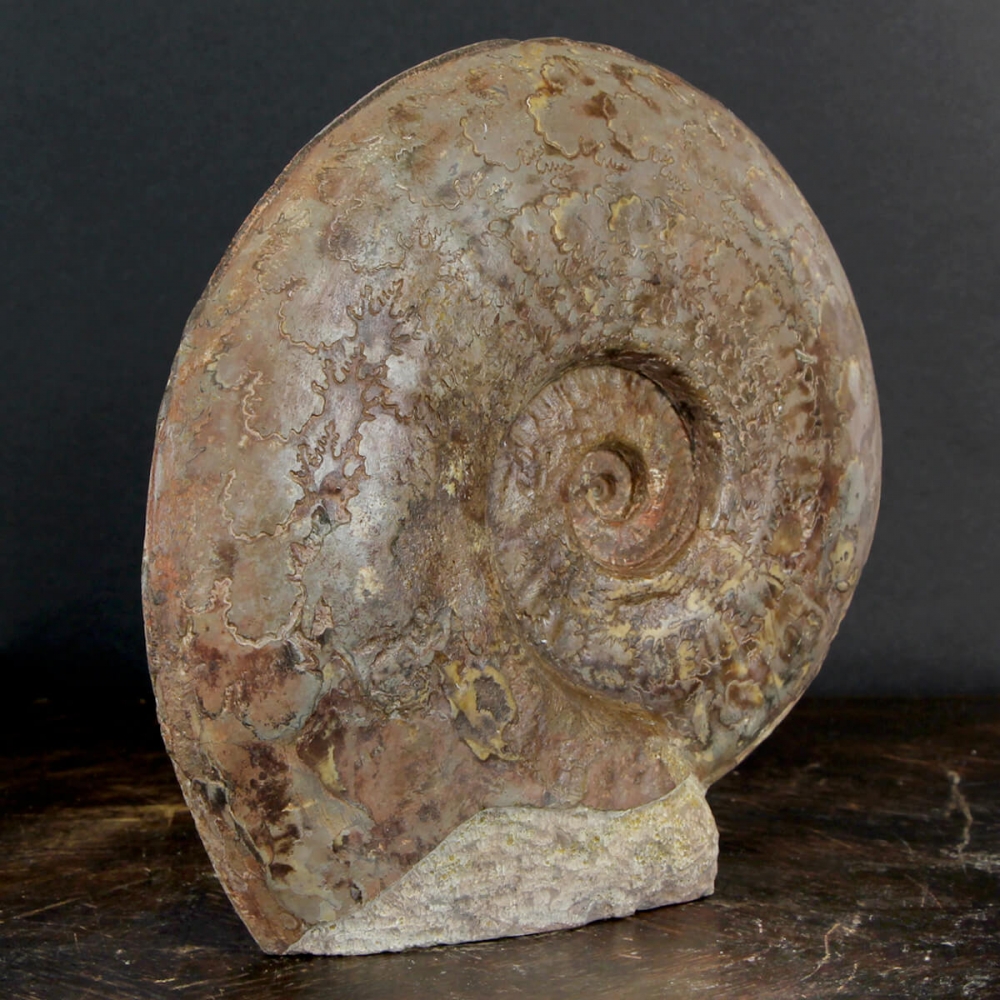Ammonite Esericeras | Lione, Francia