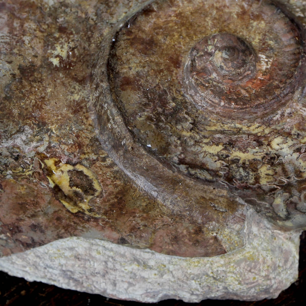 Ammonite Esericeras | Lione, Francia