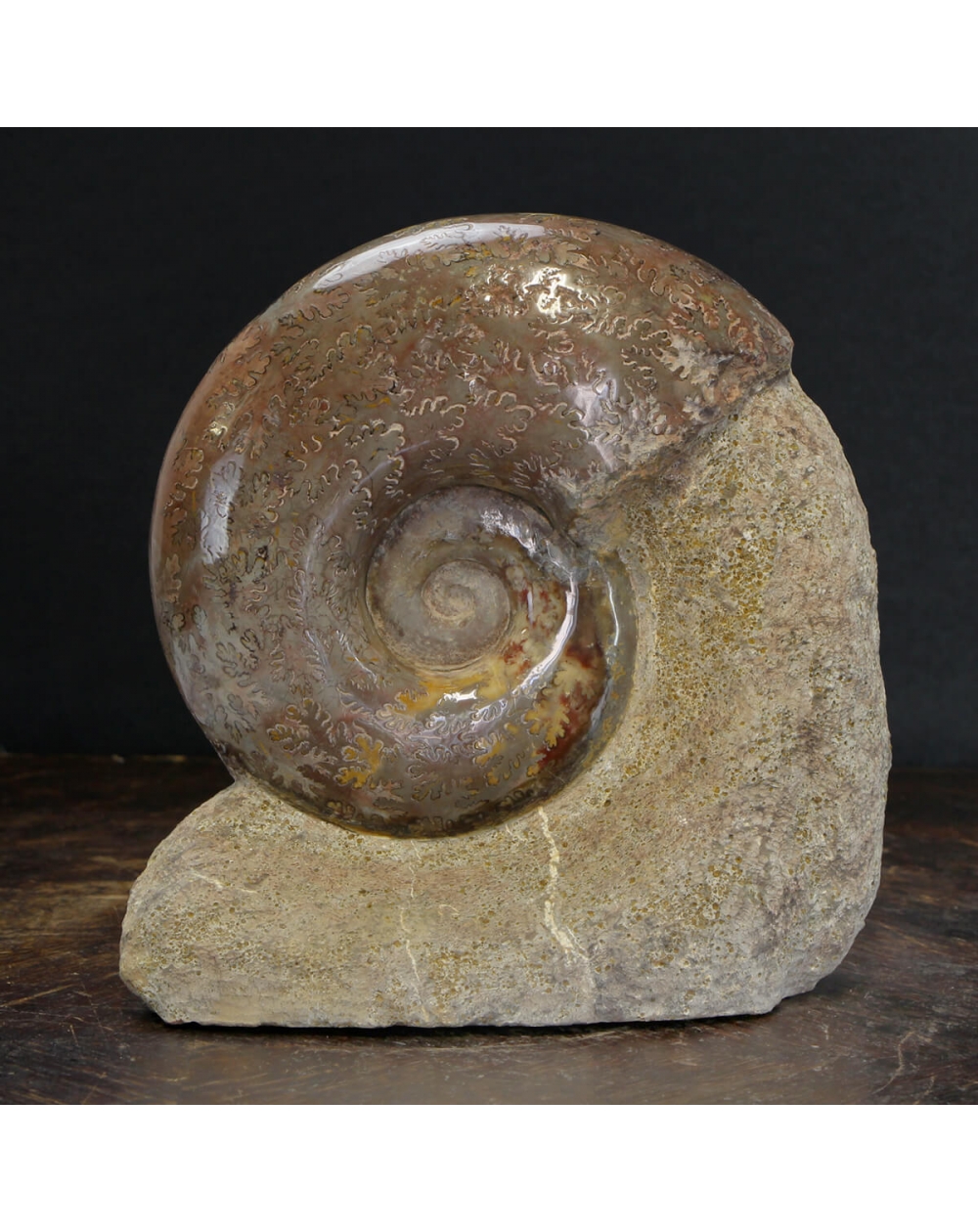 Ammonite Lytoceras Jurense