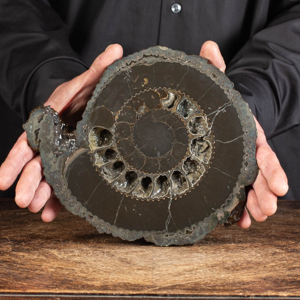 Ammonite Speetoniceras Versicolar