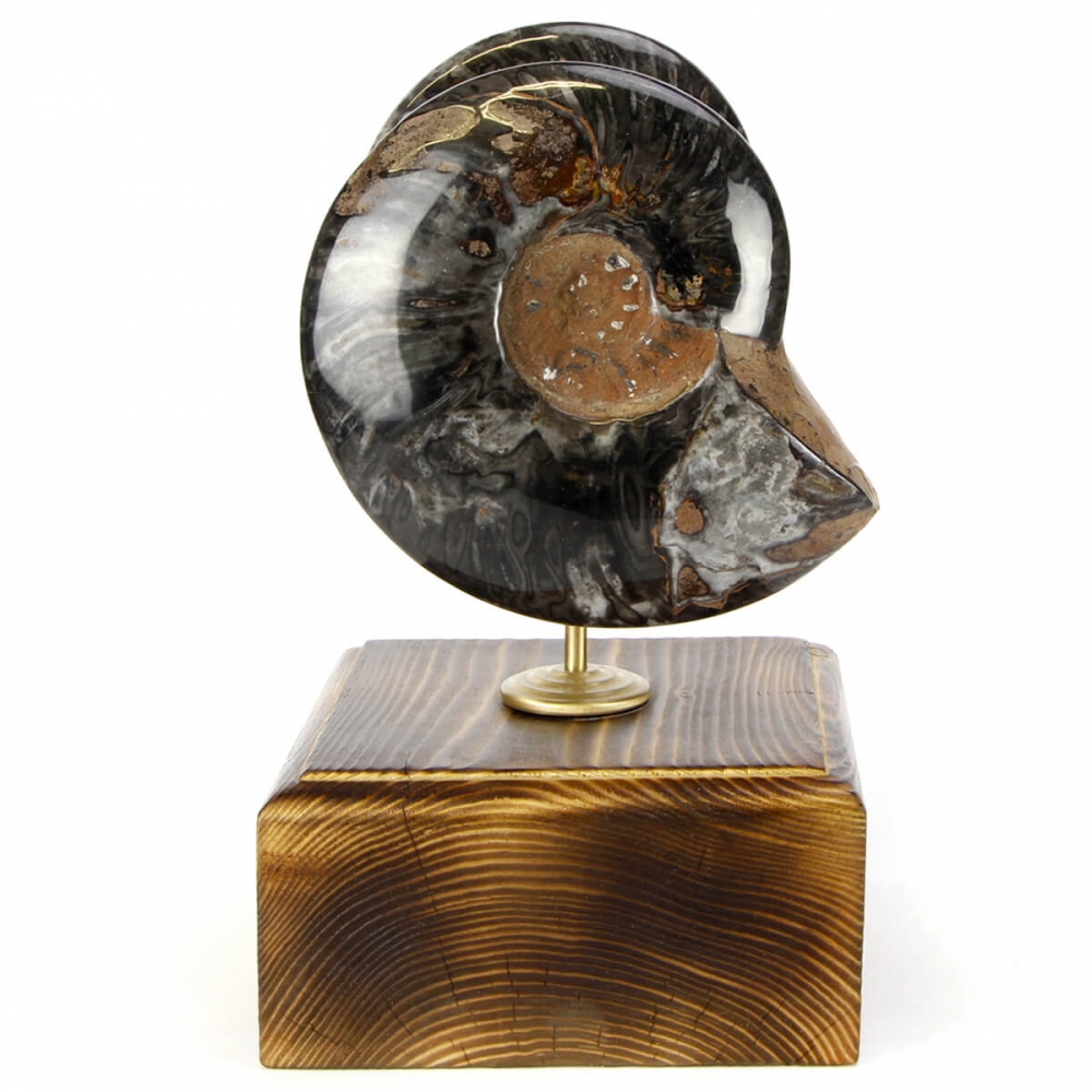 Doppia Ammonite - Madagascar