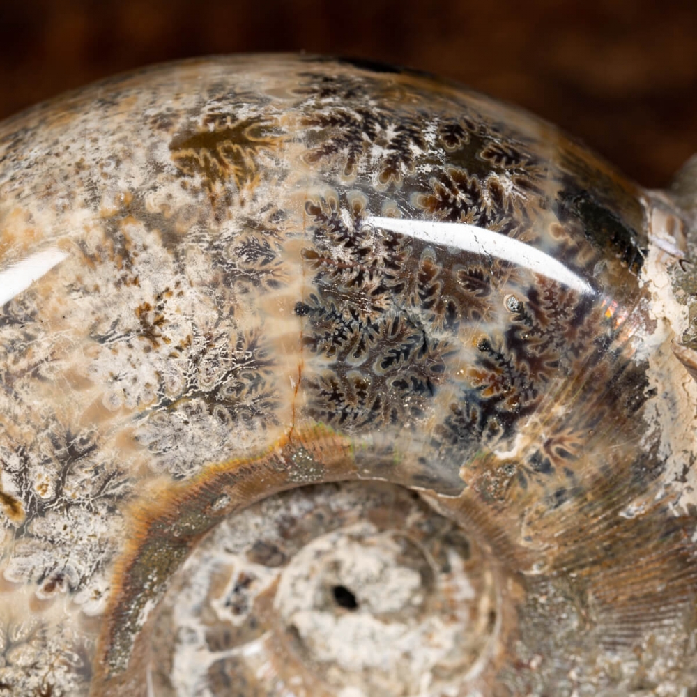 Ammonite Lytoceras - Madagascar