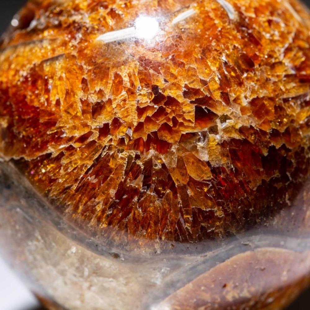 Sfera Fossile di Ammonite Cleoniceras.