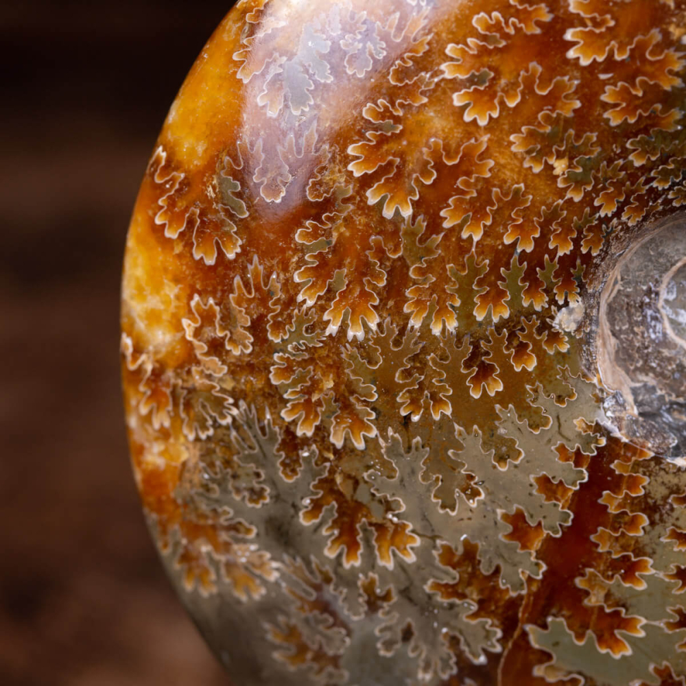 Sculpture d'ammonite réaliste