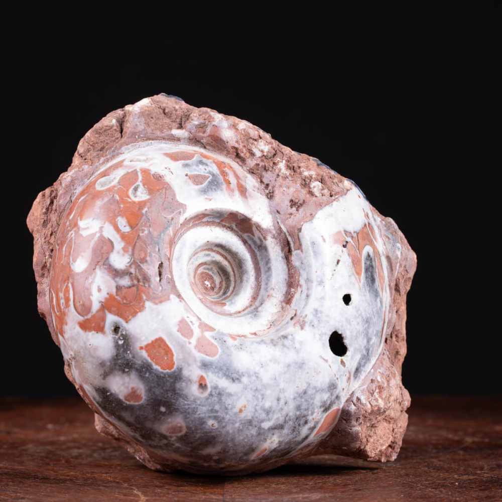Ammonite di Timor - Metalegoceras