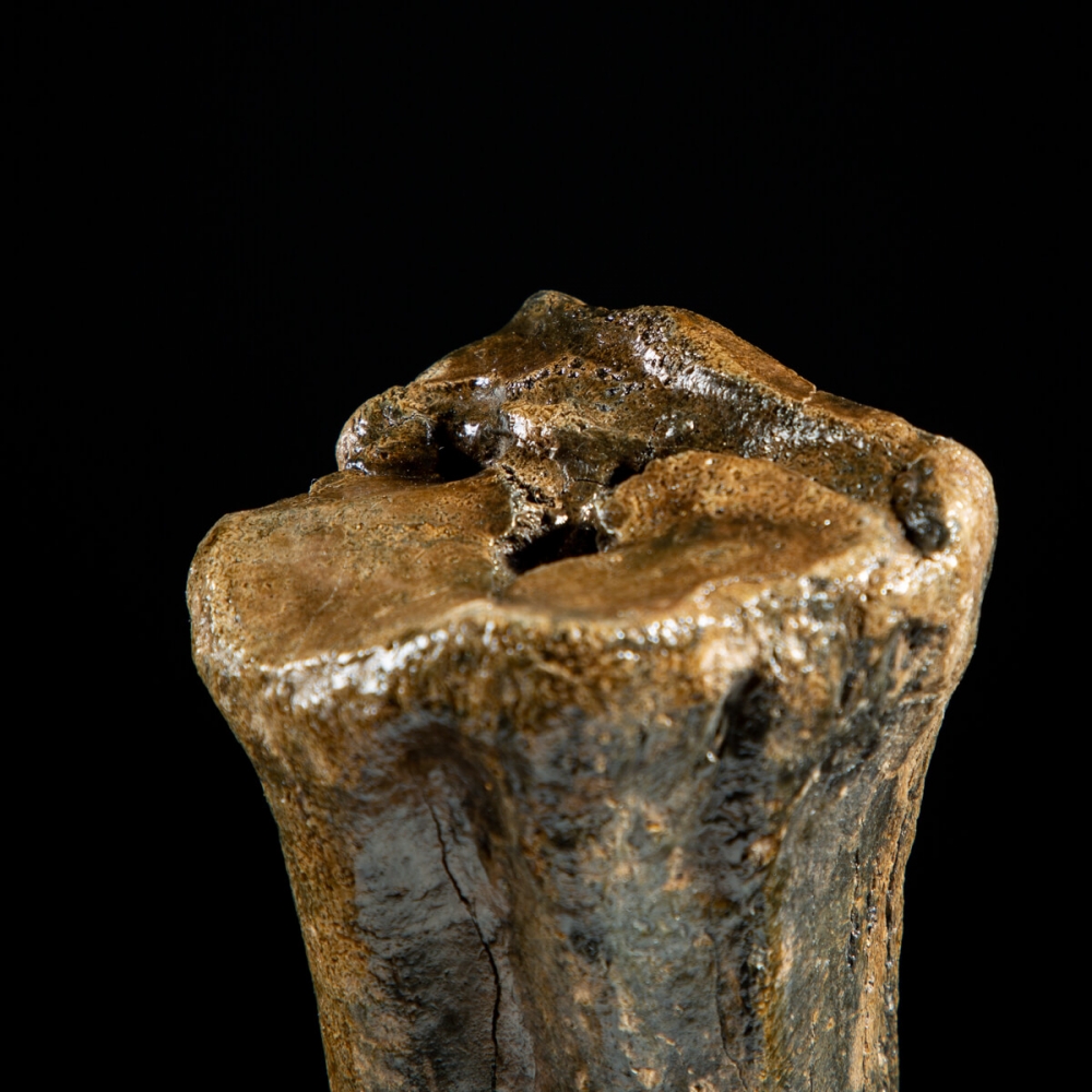 Bison Priscus - Nordsee