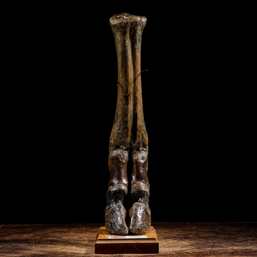 Bison Priscus - Nordsee