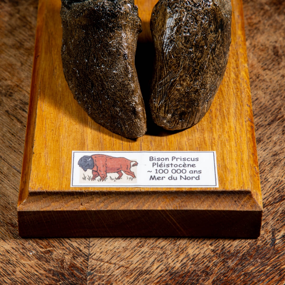 Bison Priscus - Nordsee