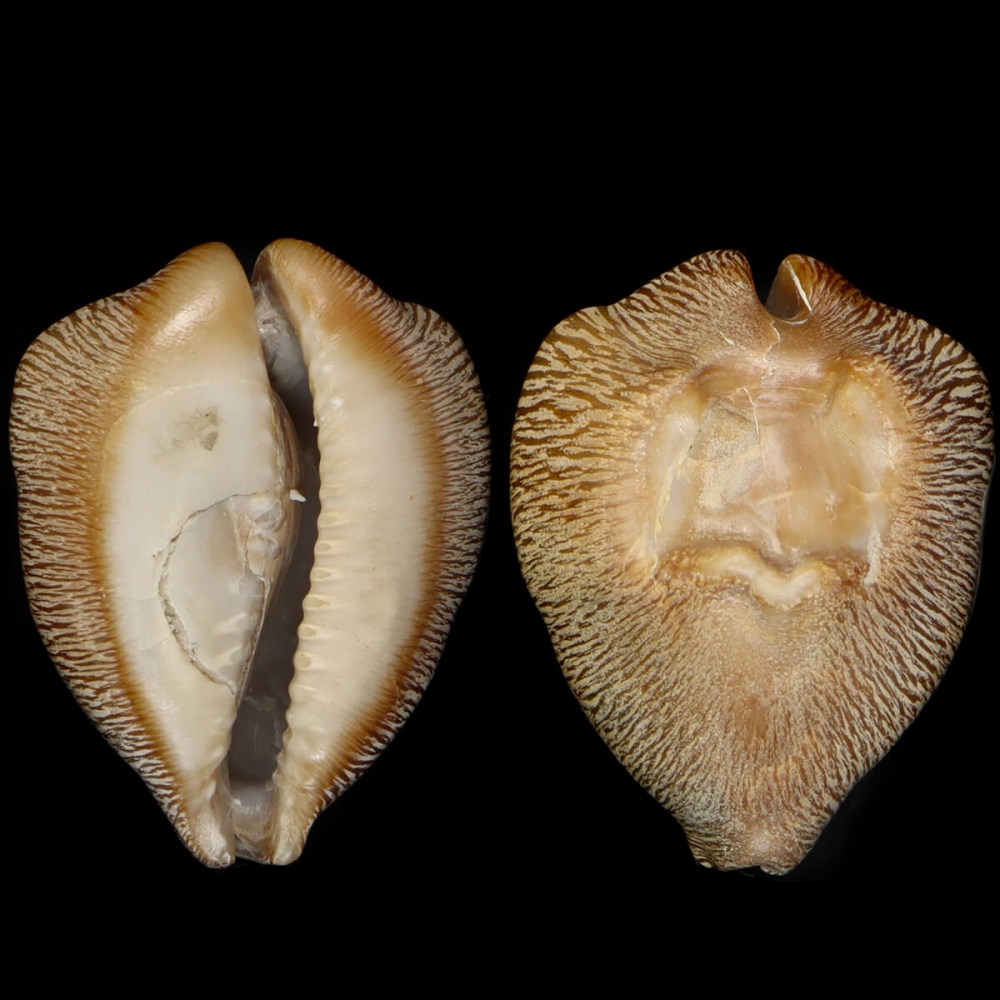 Cypraea Ovata Caputviperae - Indonesia