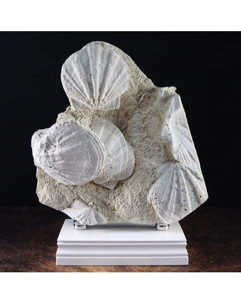 Lastra con Pecten fossili