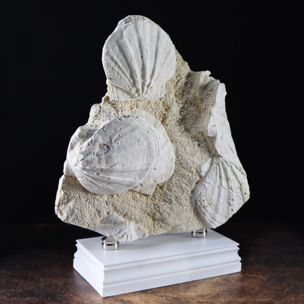 Lastra con Pecten fossili