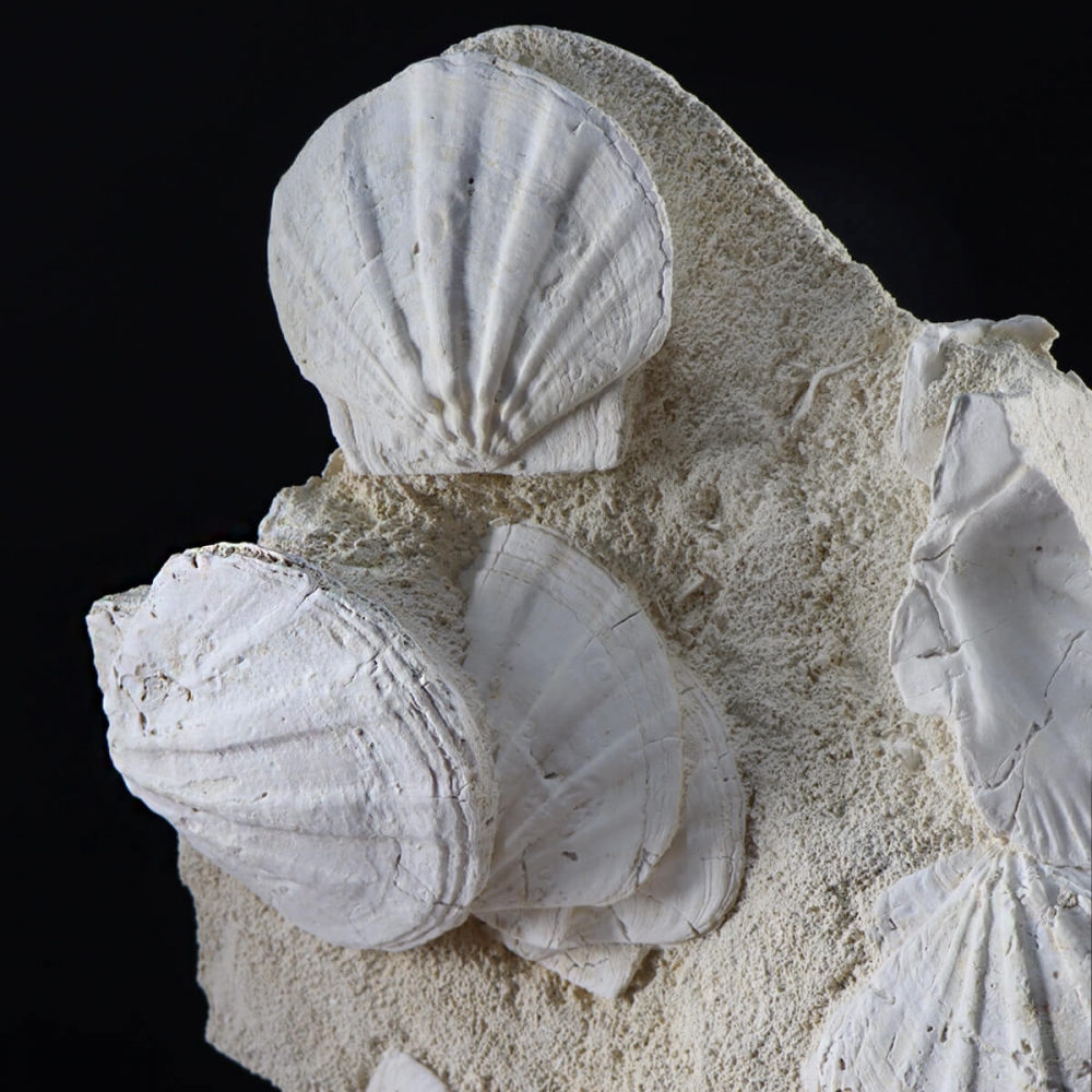 Lastra con Pecten fossili