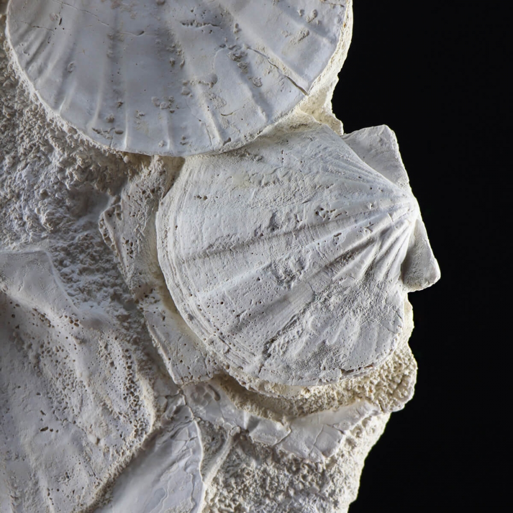 Lastra con Pecten fossili