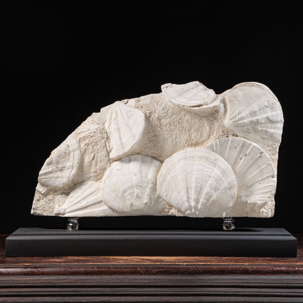Lastra con Pecten e Riccio di mare fossili