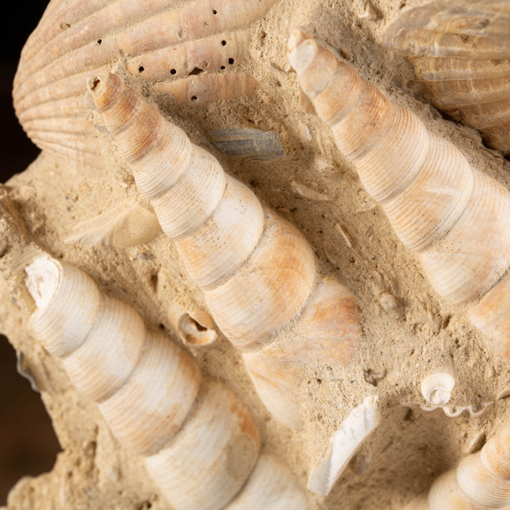 fossiele schelpen in matrix - Pecten en Turritelle - FSS-26