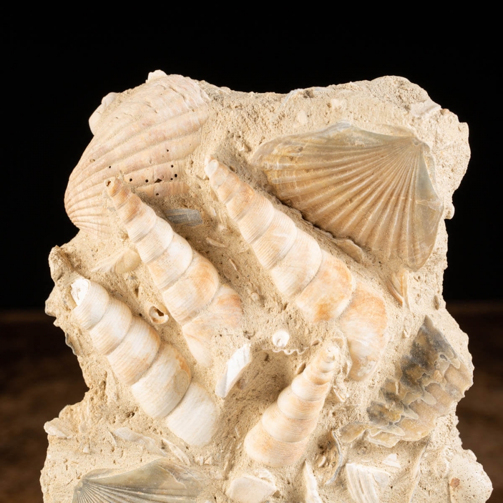 fossiele schelpen in matrix - Pecten en Turritelle - FSS-26