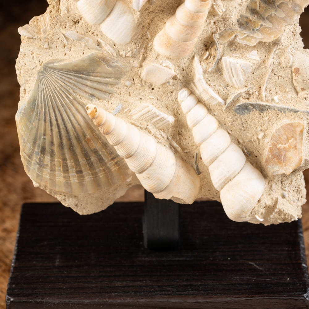 fossiele schelpen in matrix - Pecten en Turritelle - FSS-26