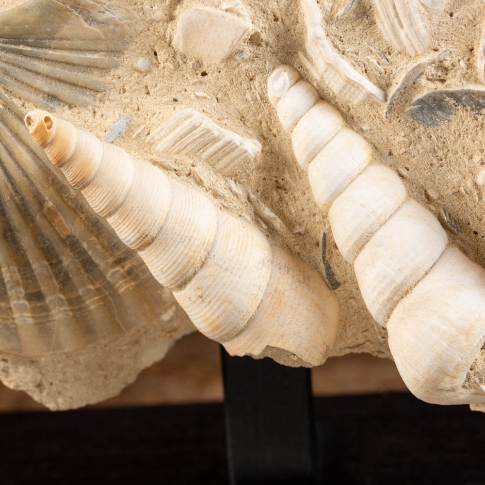 fossiele schelpen in matrix - Pecten en Turritelle - FSS-26