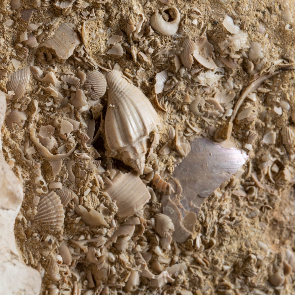 Grande Conchiglia Fossile del Miocene.