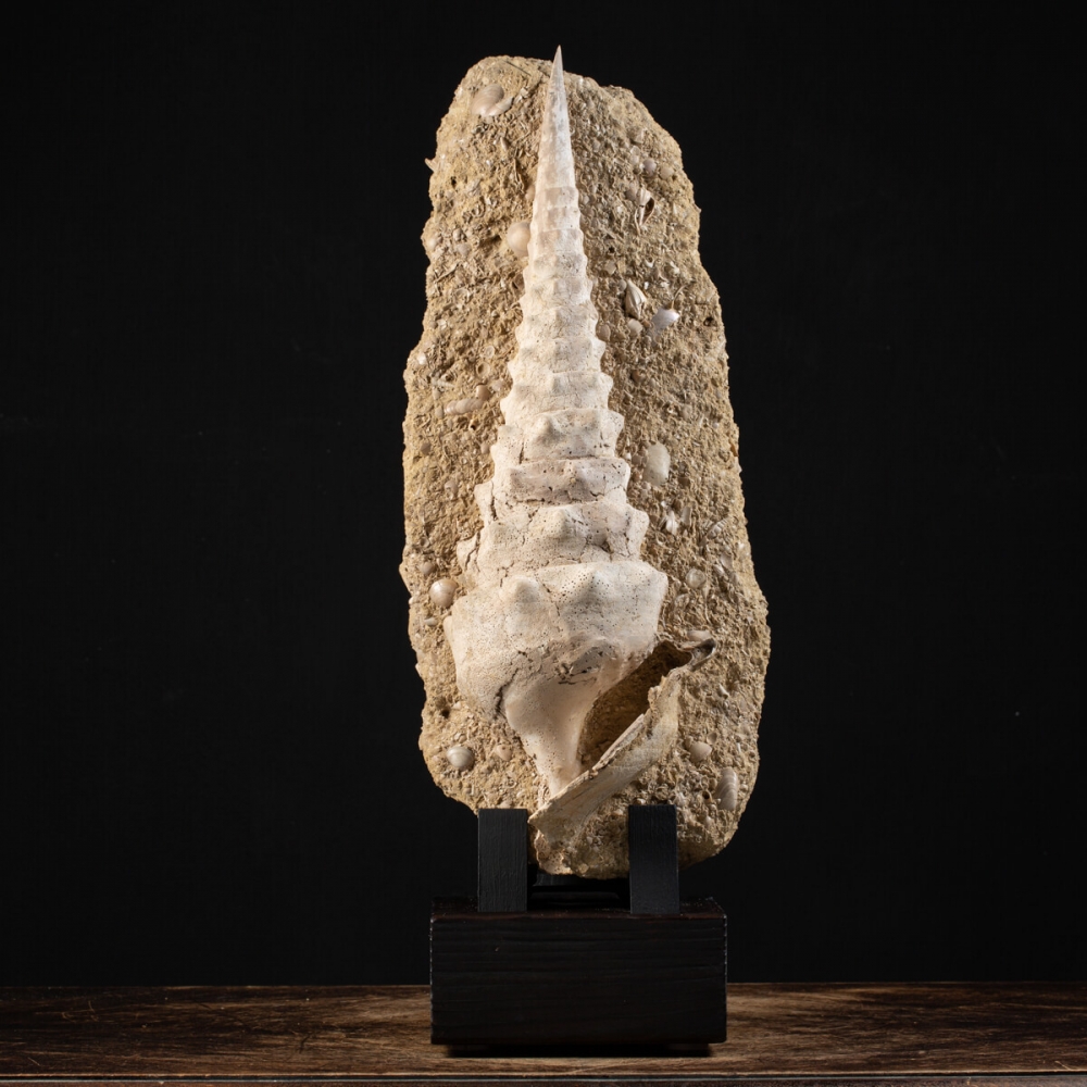 Grande Conchiglia Fossile del Miocene.