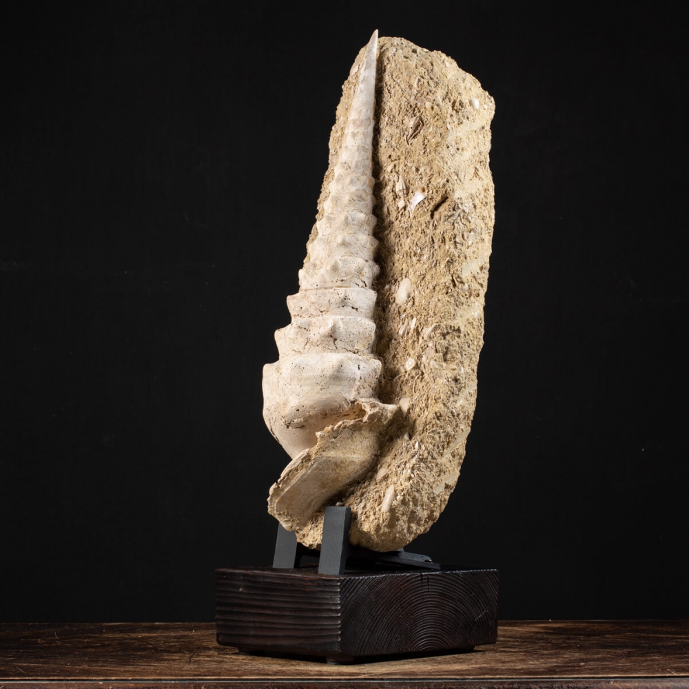 Grande Conchiglia Fossile del Miocene.