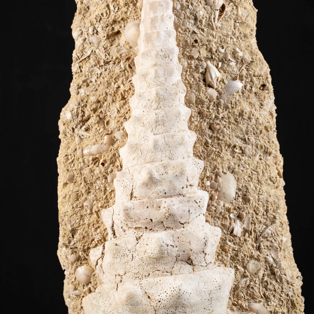 Grande Conchiglia Fossile del Miocene.