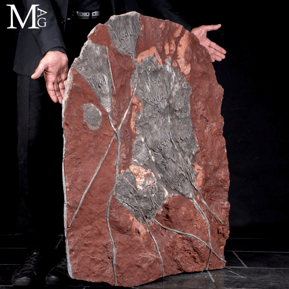 Fossil Slab with Crinoids – Paleozoic of Morocco - CND-01