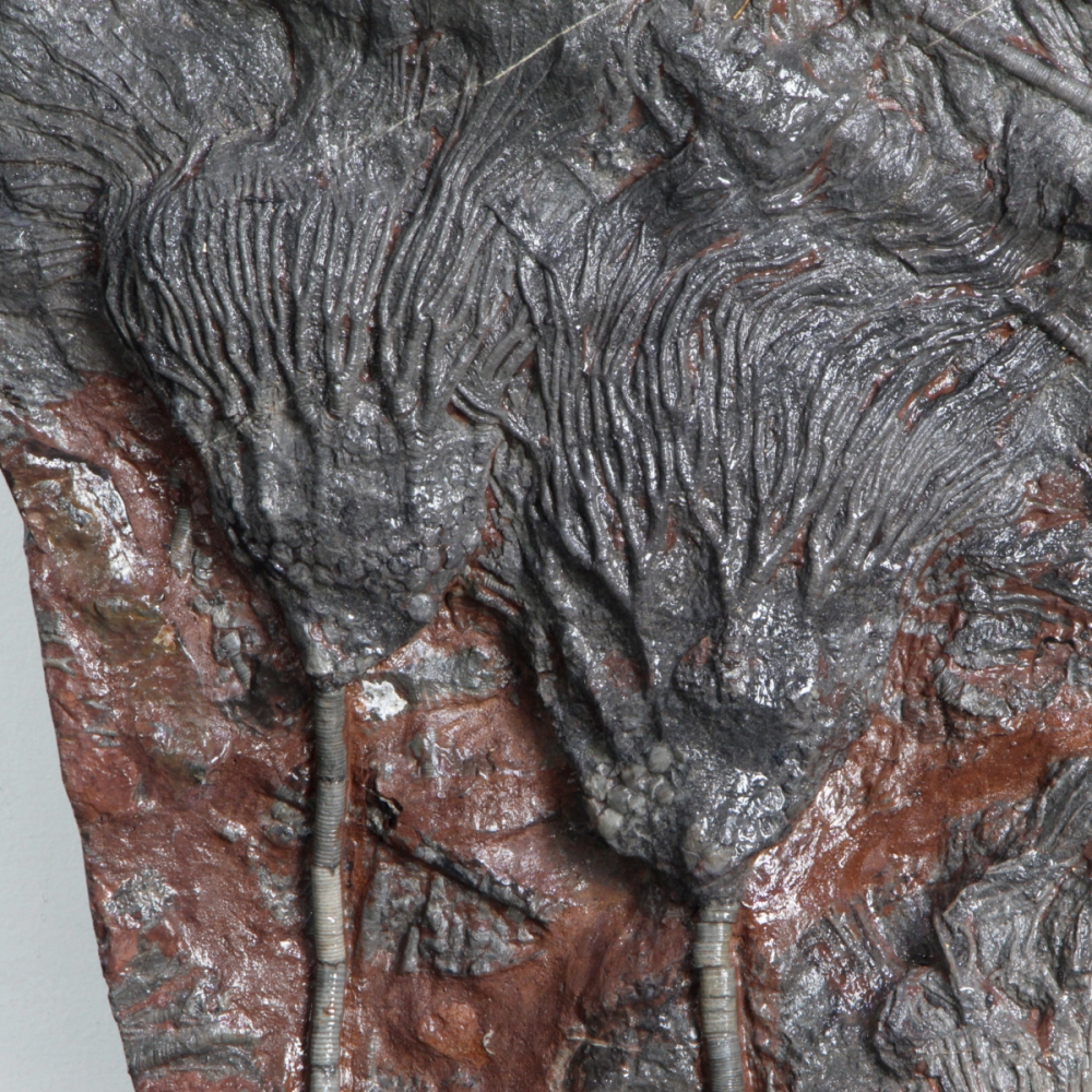 Crinoide Ordoviciano