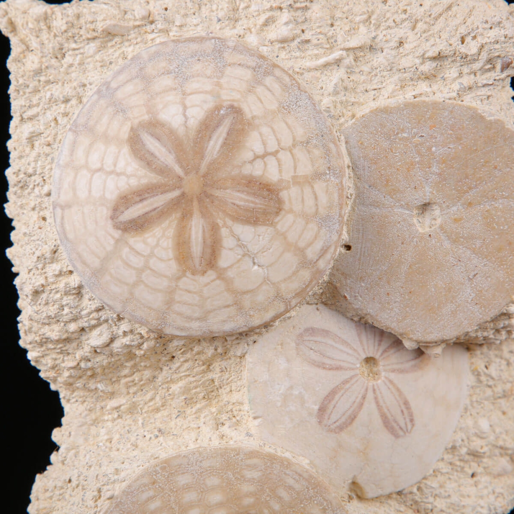 Echinoidi Fossili del Miocene.
