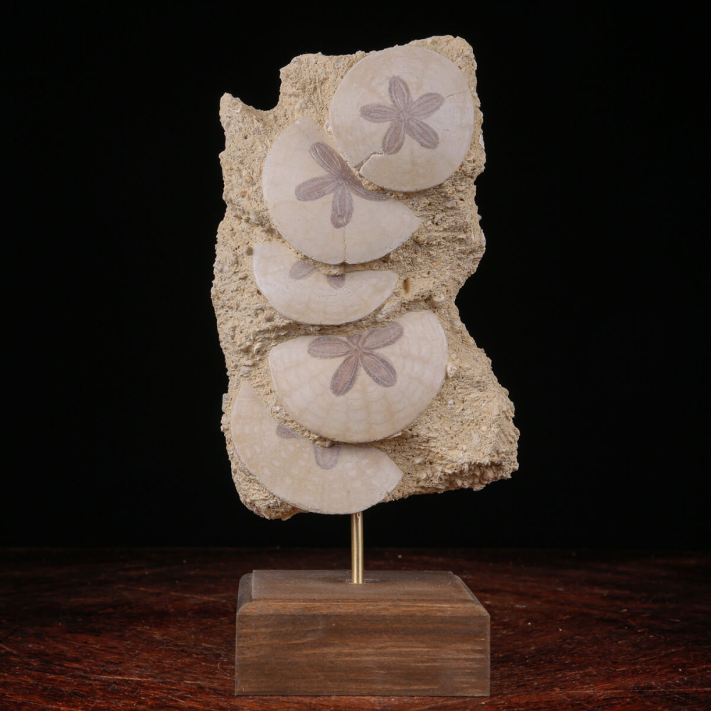 Echinoidi Fossile del Miocene.