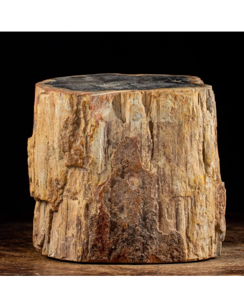 Tronco de madera fosilizada - Araucaria petrificada. - LLM-03