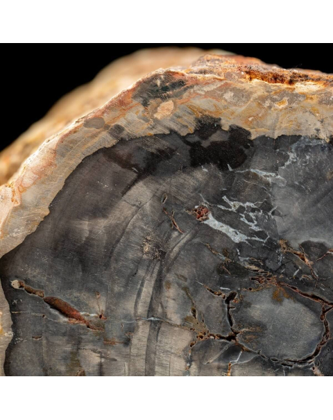 Tronco de madera fosilizada - Araucaria petrificada. - LLM-03