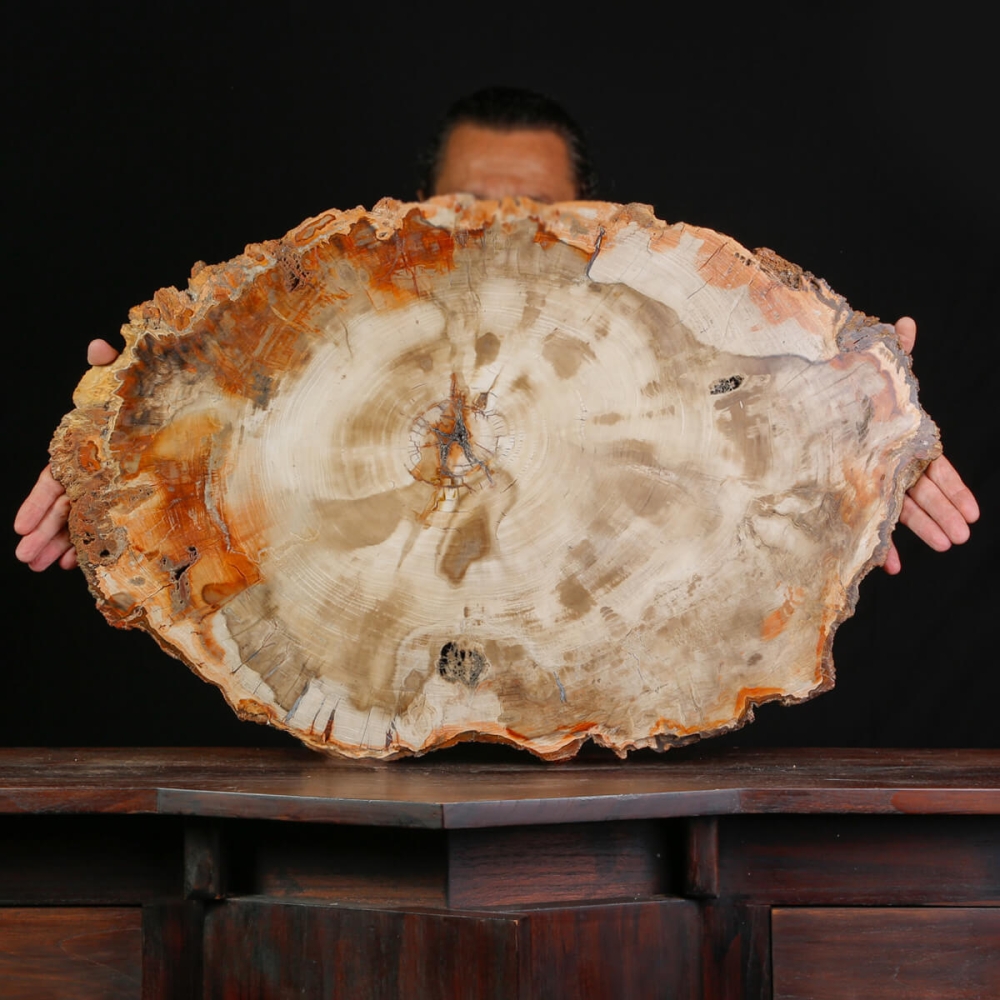 Large Fossil Slice of Silicified Wood