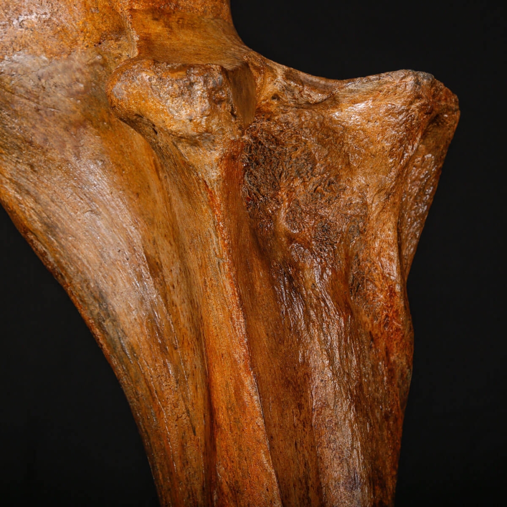 Fossil Mammoth Femur – Siberia, Pleistocene - MMT-02