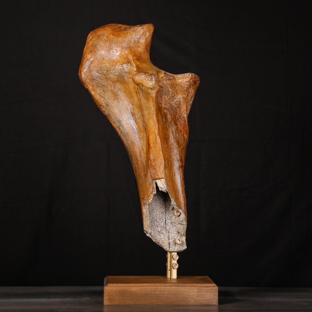 Fossil Mammoth Femur – Siberia, Pleistocene - MMT-02