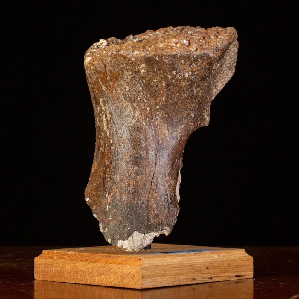 Fragmentos del Pasado: Pelvis de Mamut Lanudo. - MMT-07