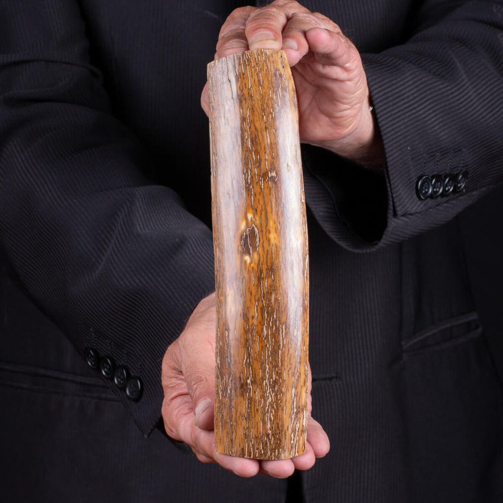 Woolly Mammoth Tusk (Mammuthus Primigenius). - MMT-54