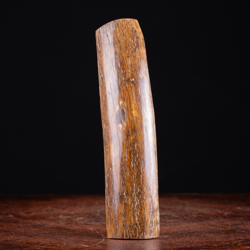 Woolly Mammoth Tusk (Mammuthus Primigenius). - MMT-54