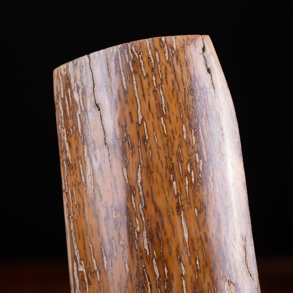 Woolly Mammoth Tusk (Mammuthus Primigenius). - MMT-54