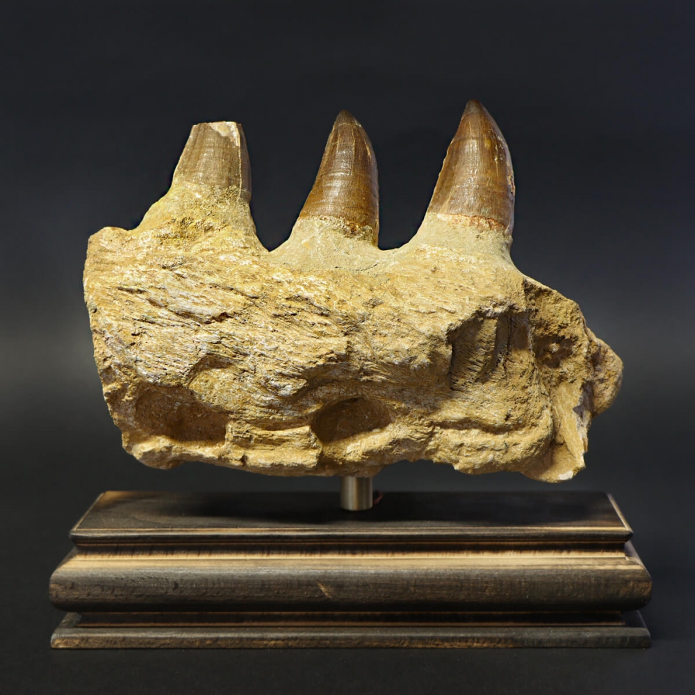 Mascella Mosasaurus