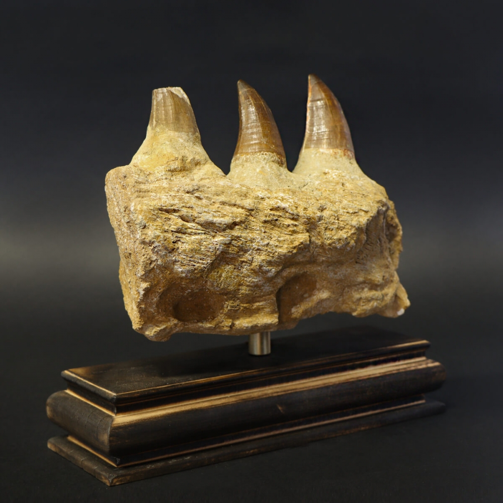 Mascella Mosasaurus