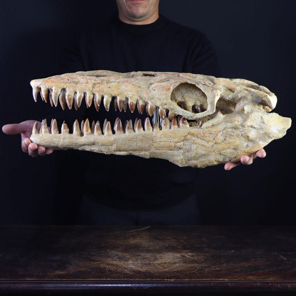 Cranio Fossile Mosasaurus