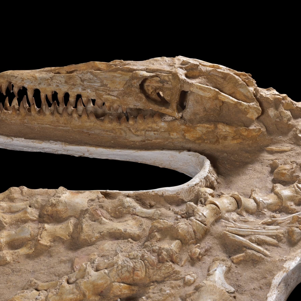 Dinosauro Fossile Mosasaurus