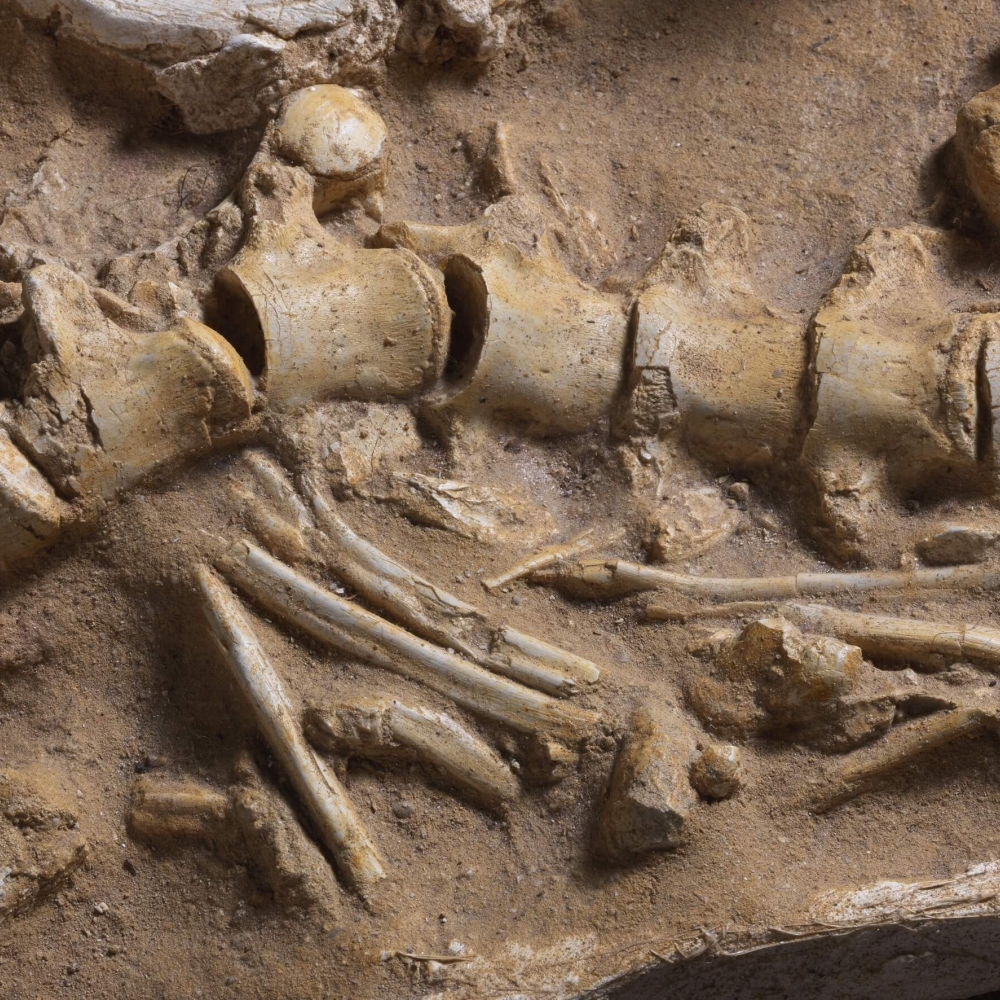 Dinosauro Fossile Mosasaurus