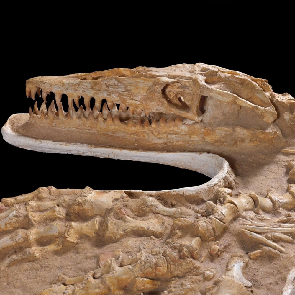 Dinosauro Fossile Mosasaurus