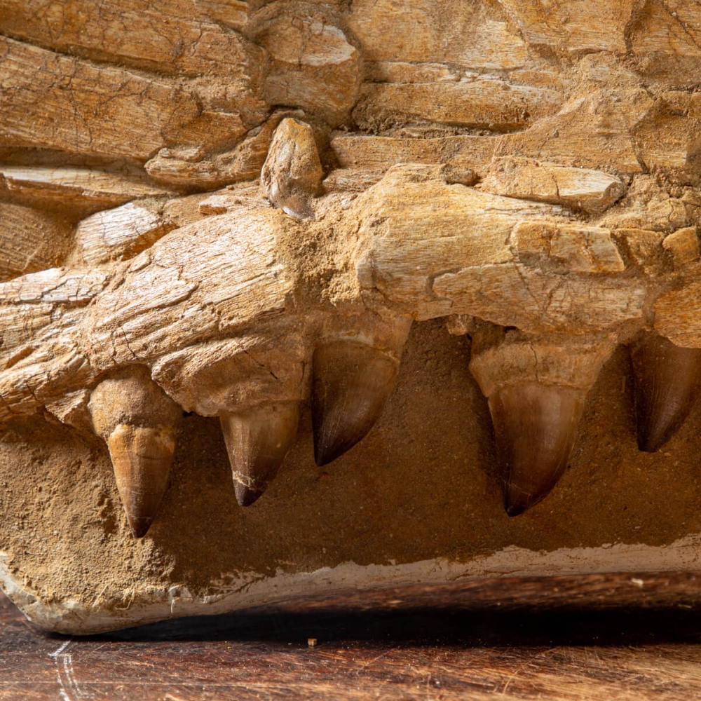 Mascella Fossile Mosasaurus