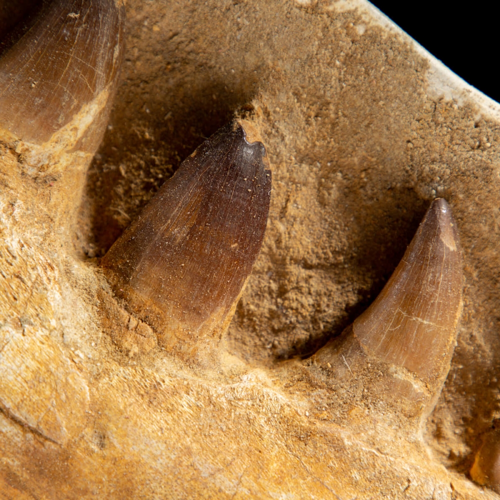 Mascella Fossile Mosasaurus