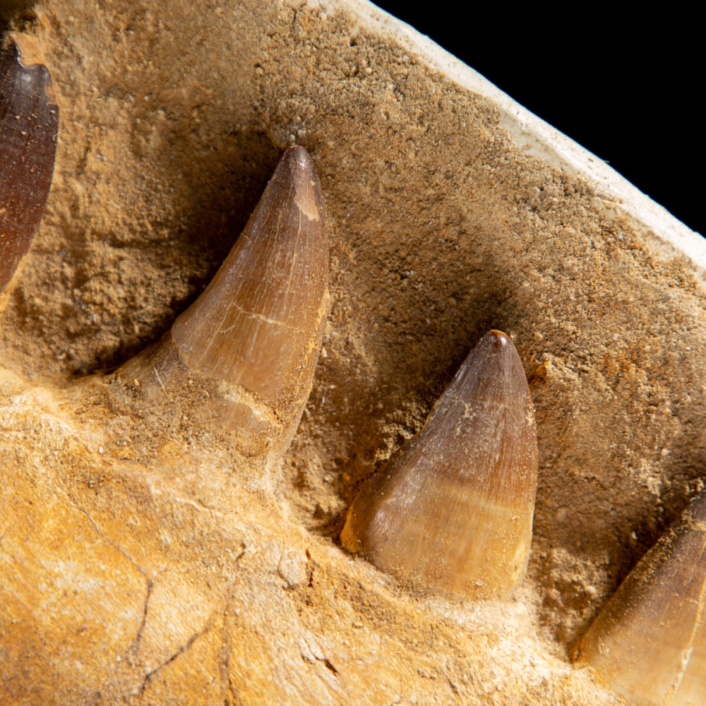 Mascella Fossile Mosasaurus