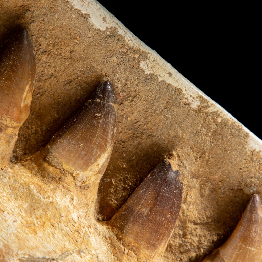 Mascella Fossile Mosasaurus